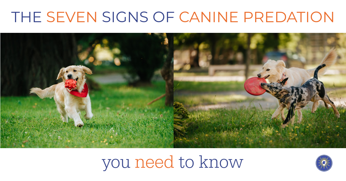 The 7 Signs of Predatory Behaviour You Need To Know - Lighten Up Dog ...