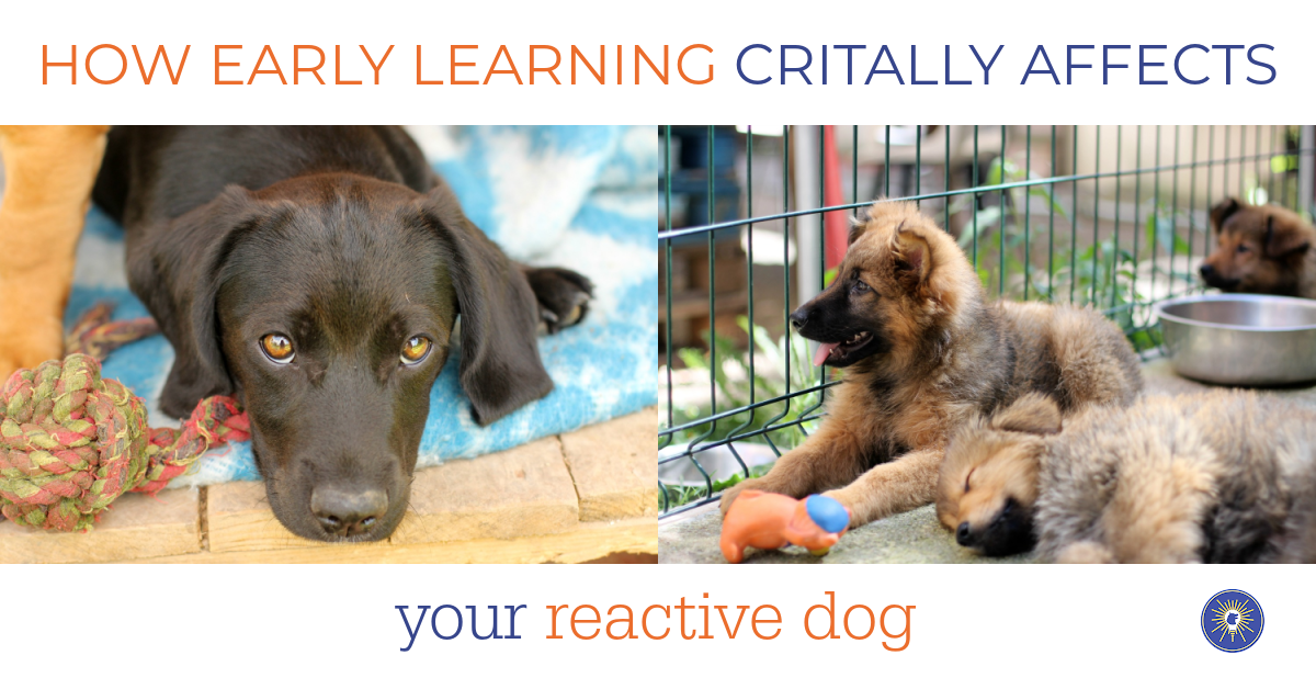 How Early Learning Critically Affects Your Reactive Dog - Lighten Up ...
