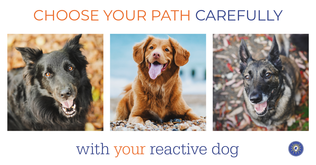 Choose your path carefully with your reactive dog