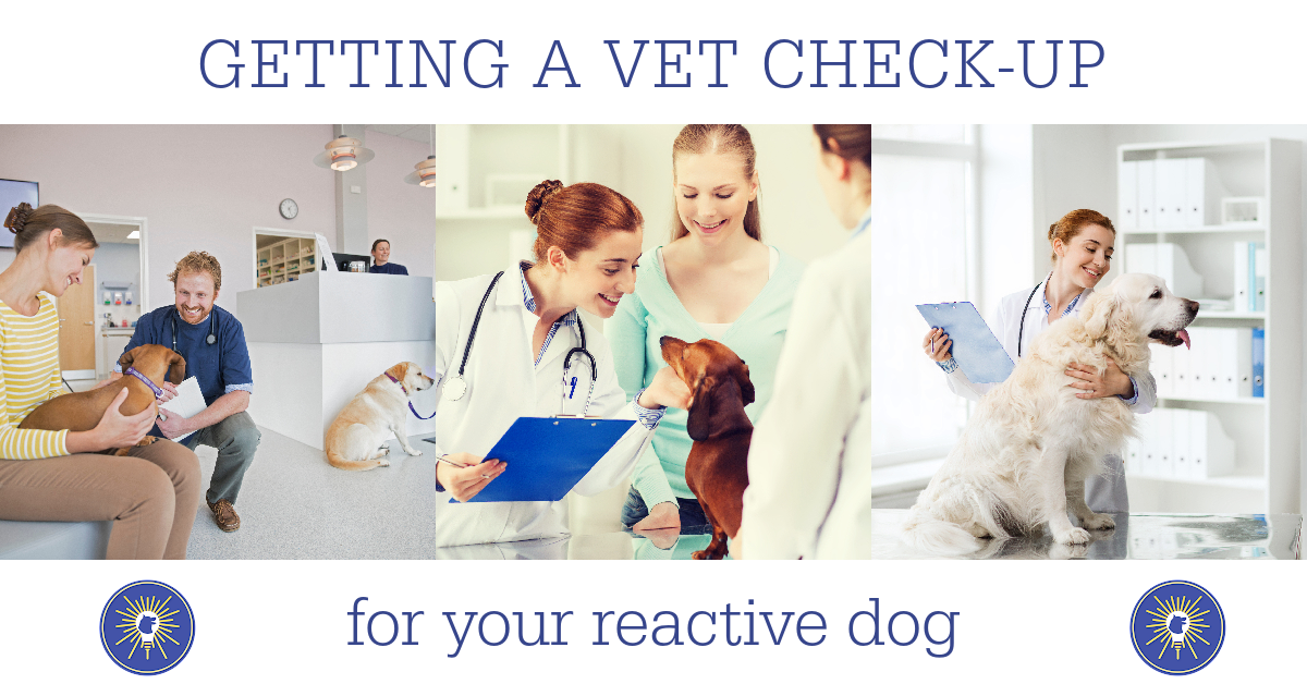 Getting a vet check-up for your reactive dog