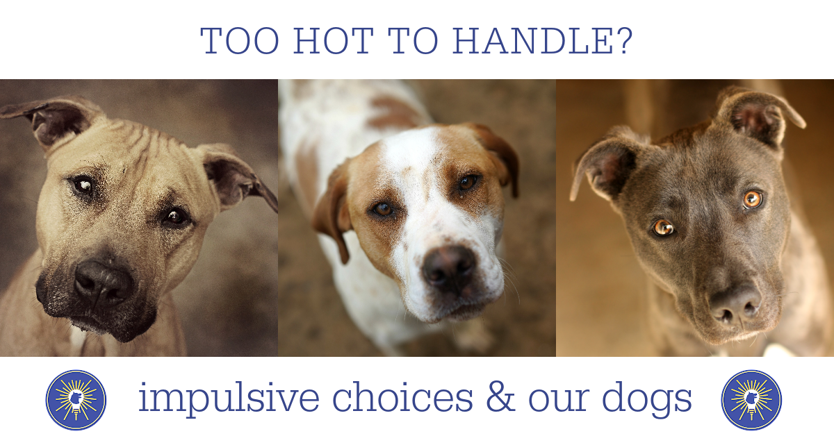 Too hot to handle: impulsive choices and our dogs