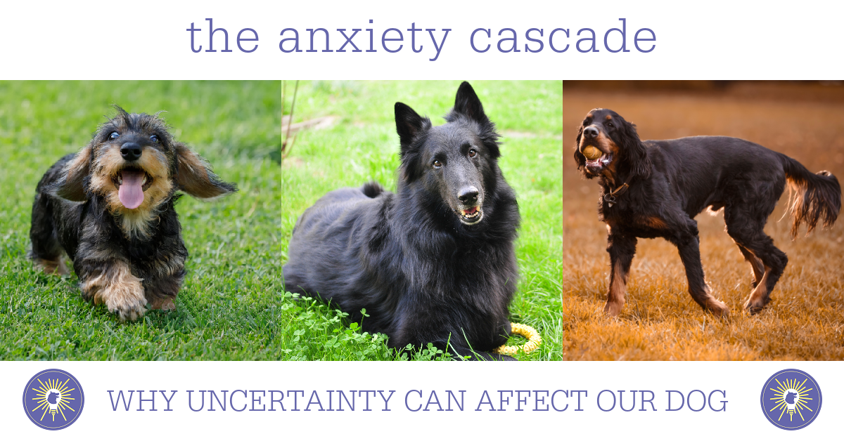 The anxiety cascade: why uncertainty can affect our dog