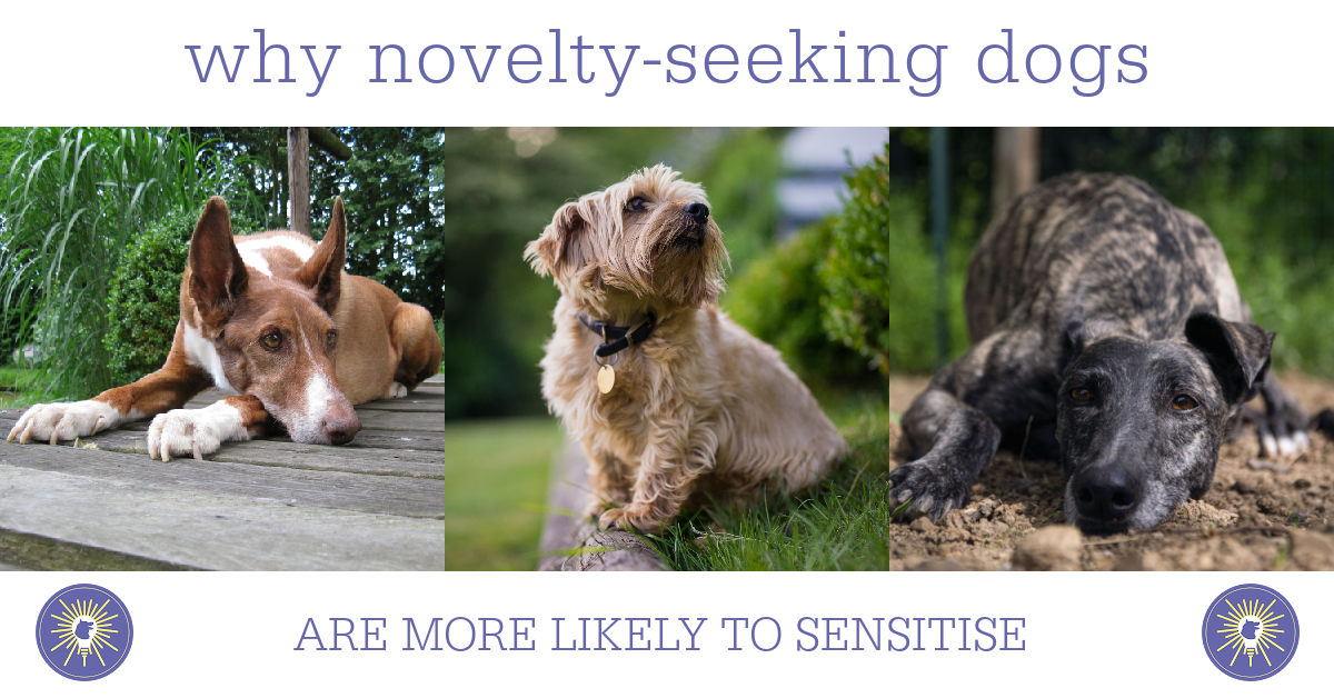 Why novelty-seeking dogs are more likely to sensitise